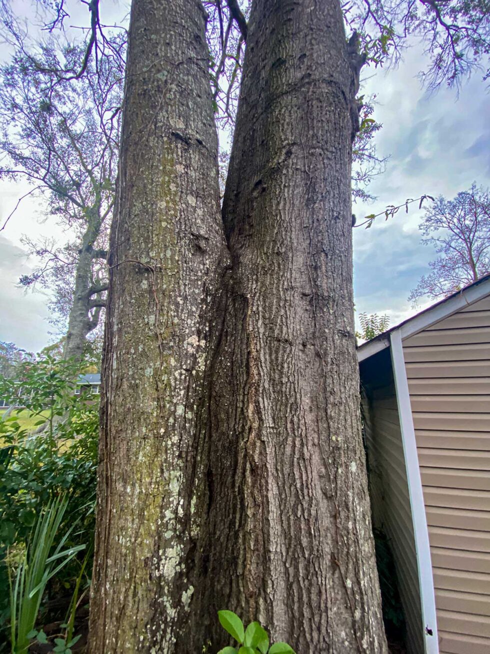 Tree Risk Assessment | Best TRA Service Charleston SC