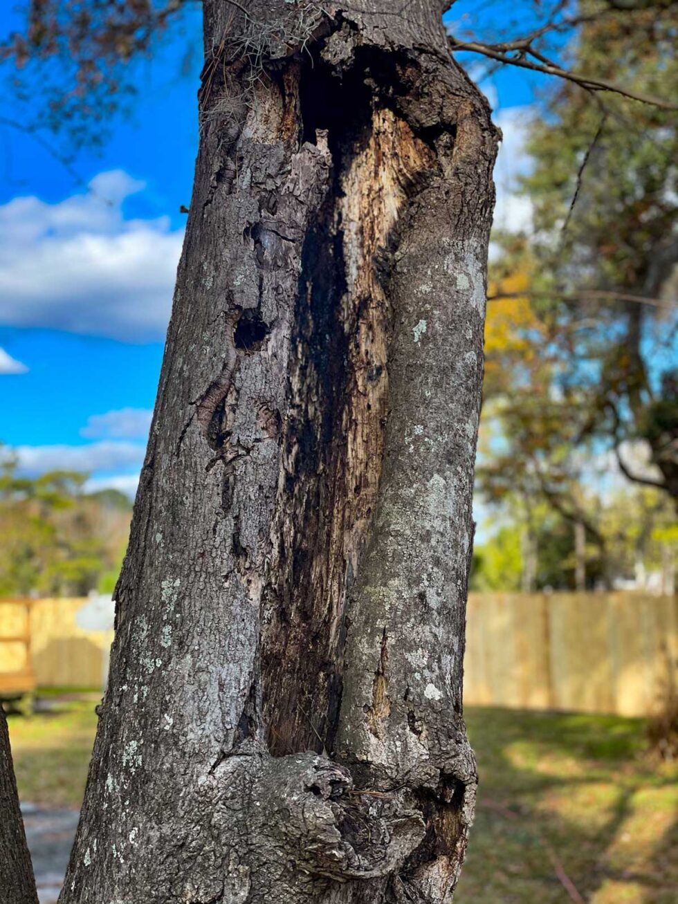 Tree Risk Assessment | Best TRA Service Charleston SC